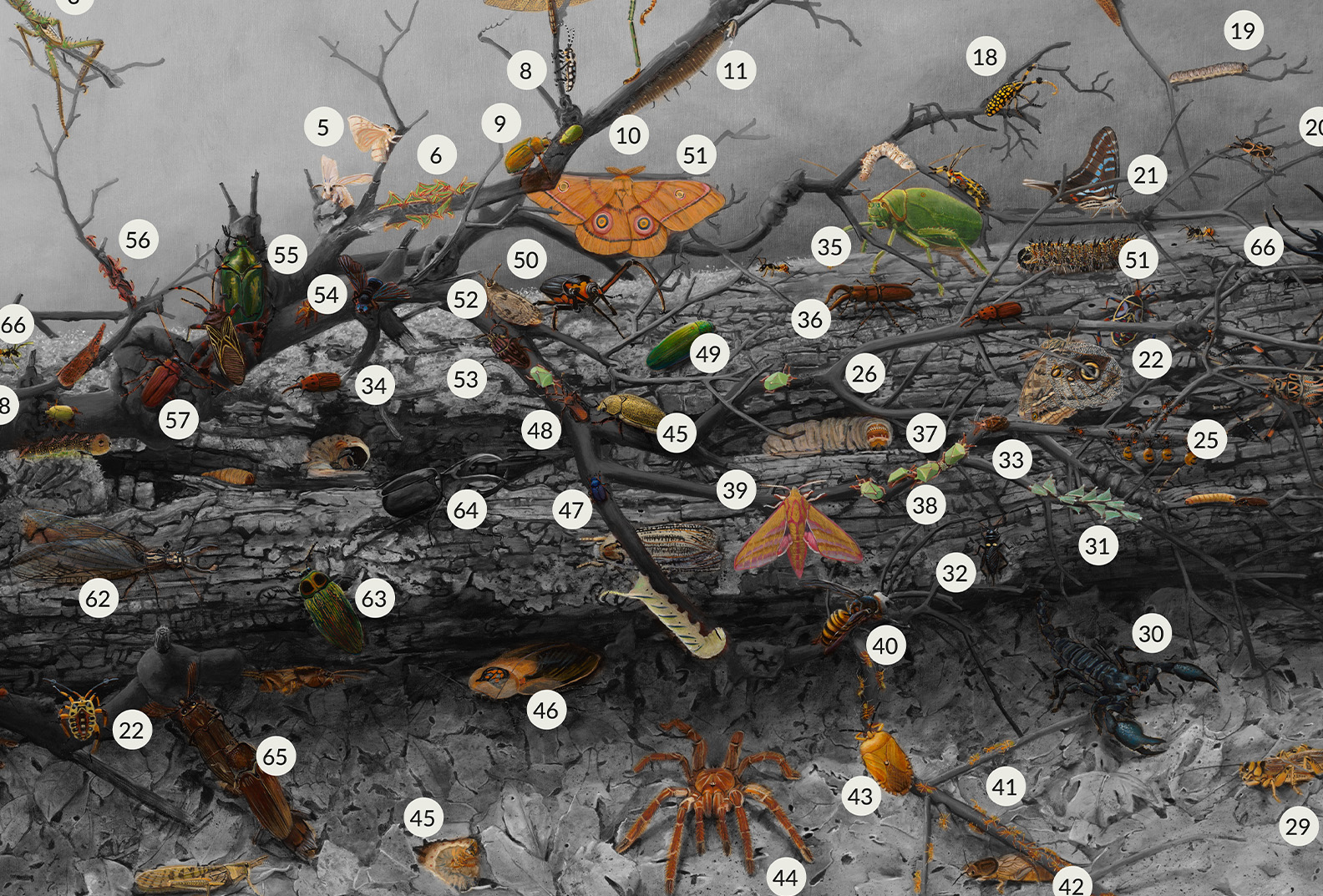 Species Keys – Isabella Kirkland