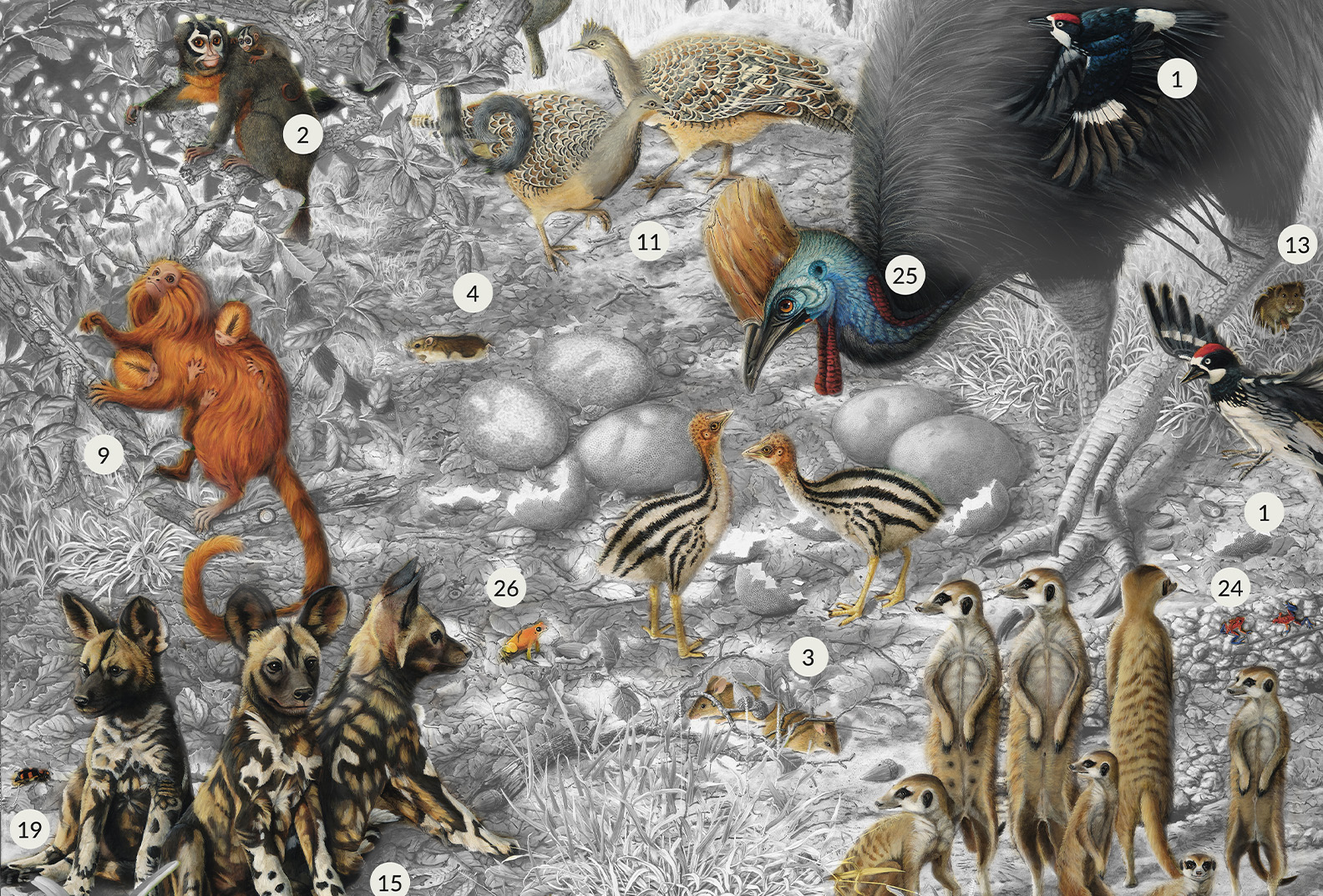 Species Keys – Isabella Kirkland