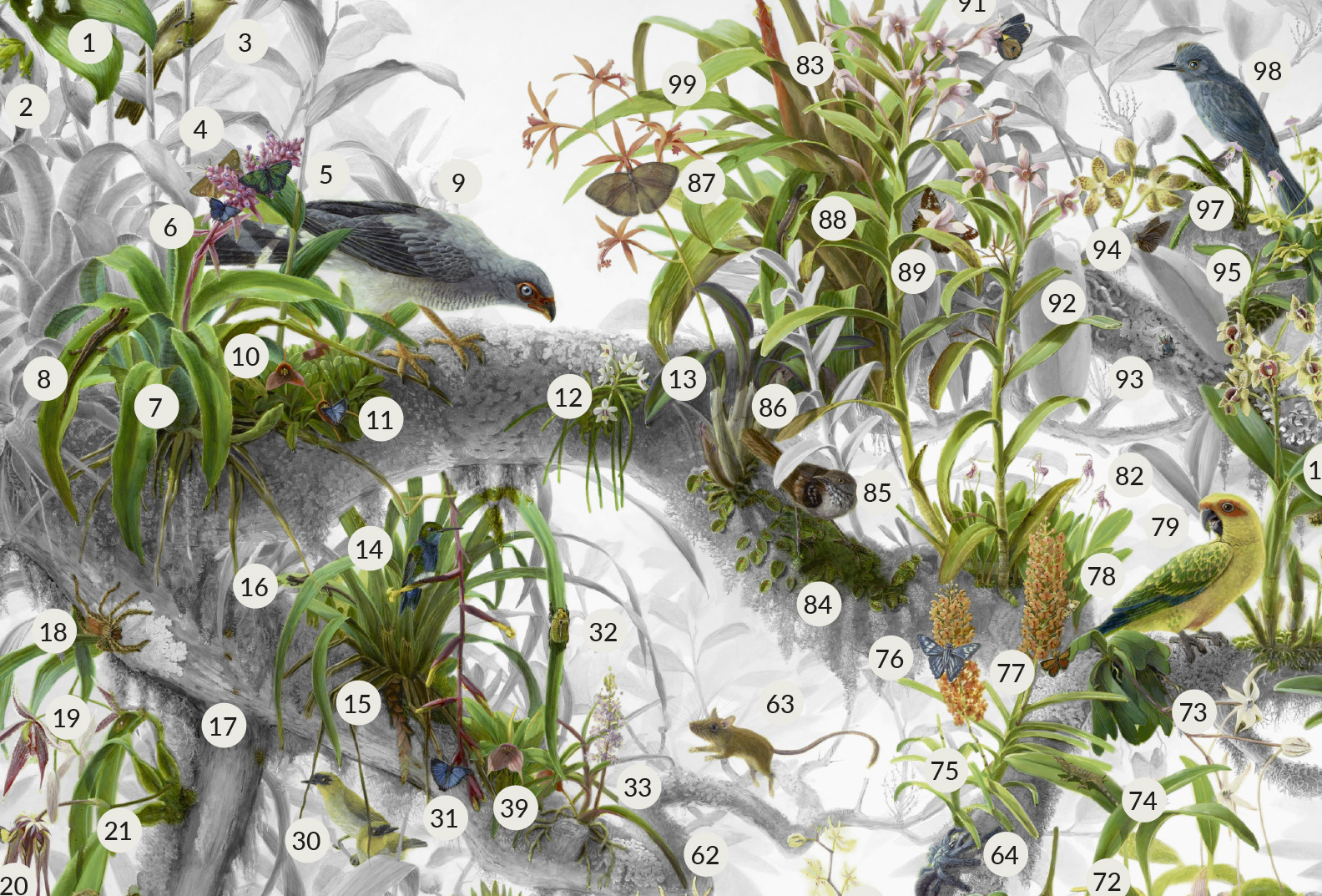 Species Keys – Isabella Kirkland