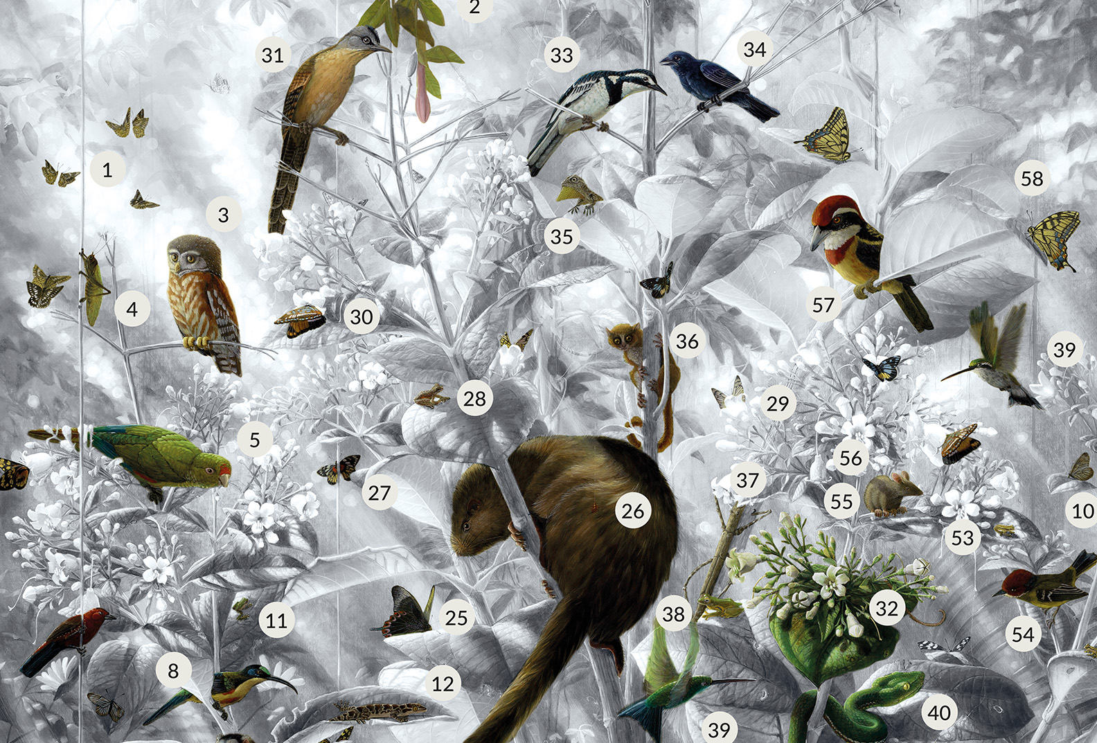 Species Keys – Isabella Kirkland