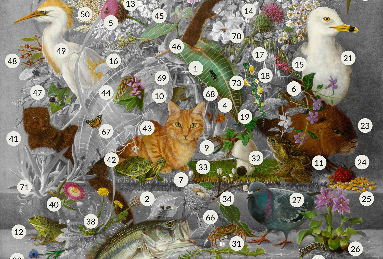 Species Keys – Isabella Kirkland