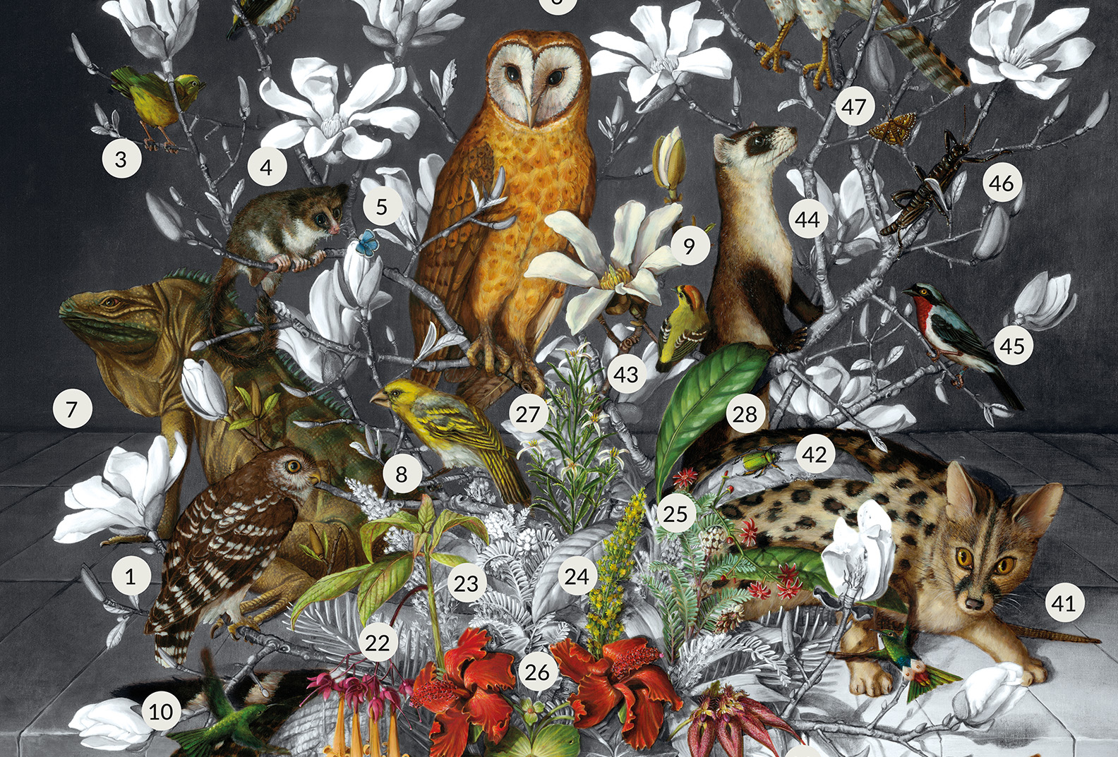 Species Keys – Isabella Kirkland