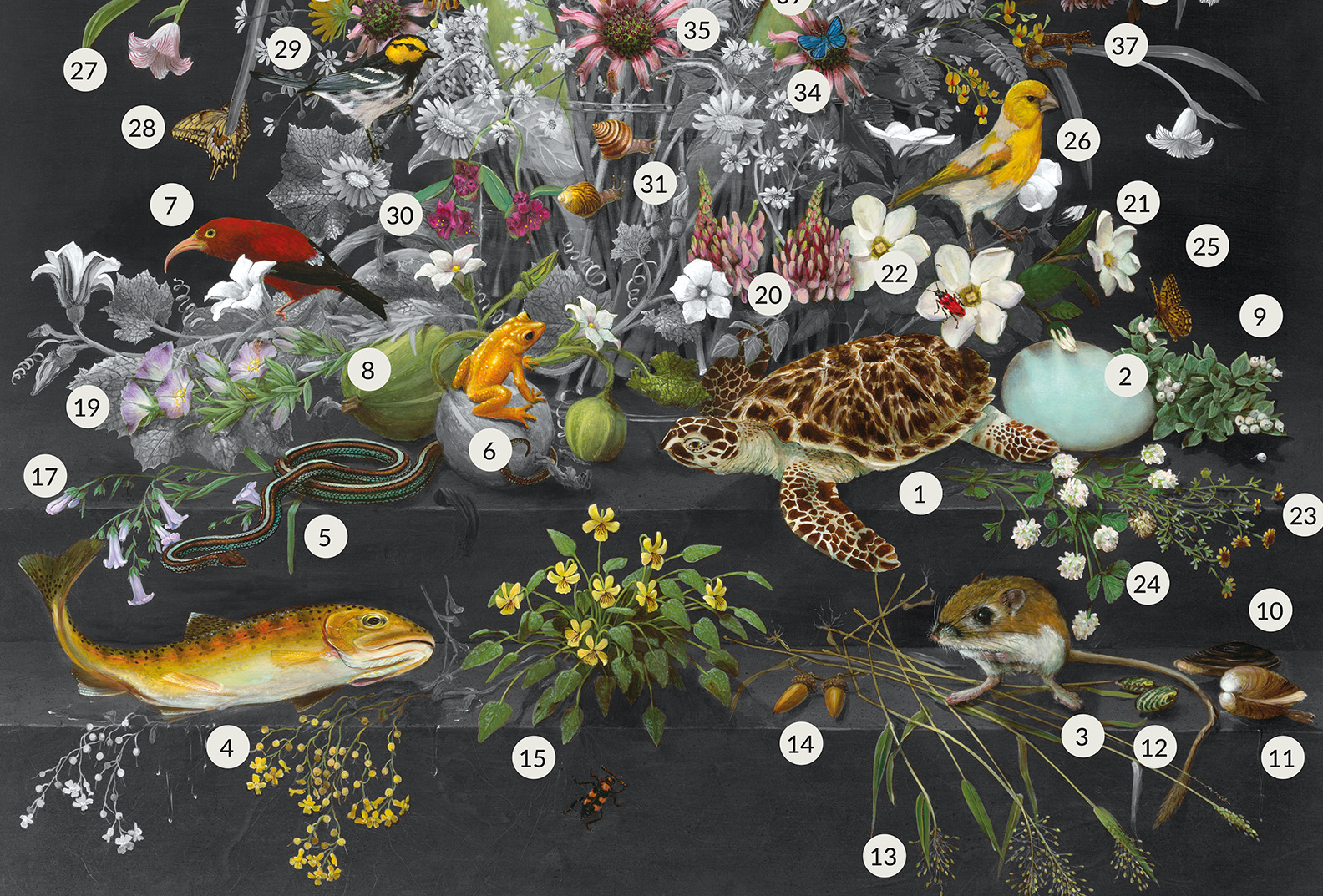Species Keys – Isabella Kirkland