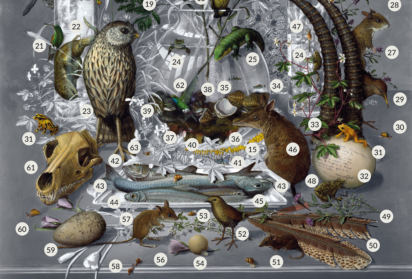 Species Keys – Isabella Kirkland